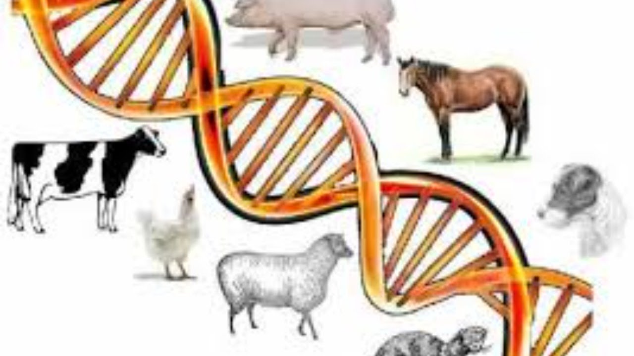AGB Practical | Quantitative genetics and Genetic parameters ...