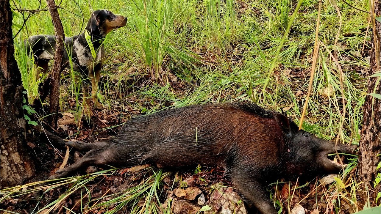 Boar Knocks Itself Out Cold and Cows Bail Up a Boar - YouTube