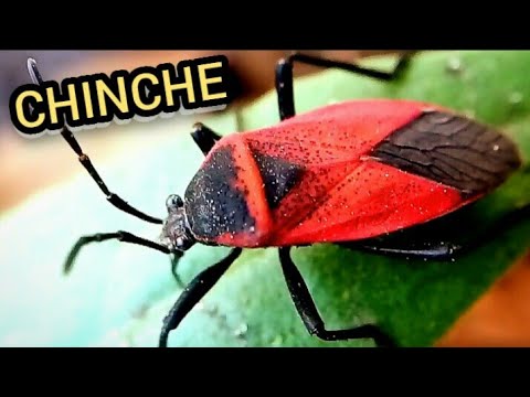 CHINCHE Roja y Negra (2020) - YouTube