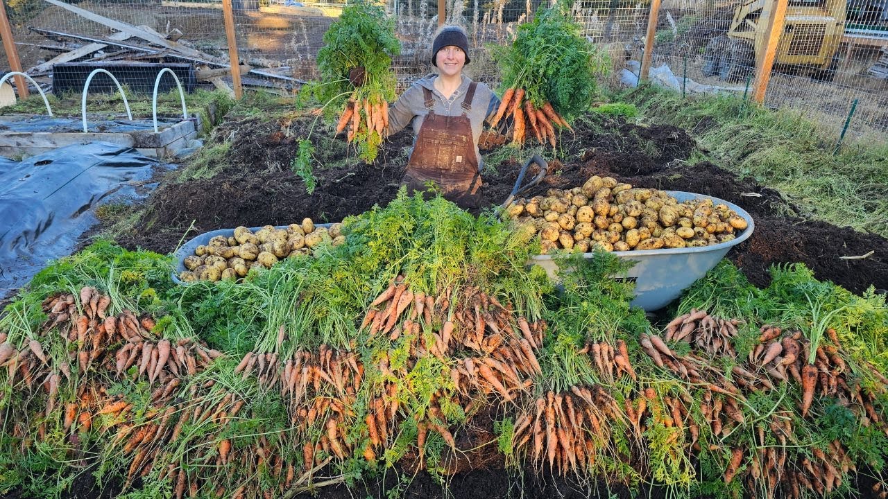 Our Biggest Fall Harvest Yet | Massive Carrot & Potato Haul from Our ...