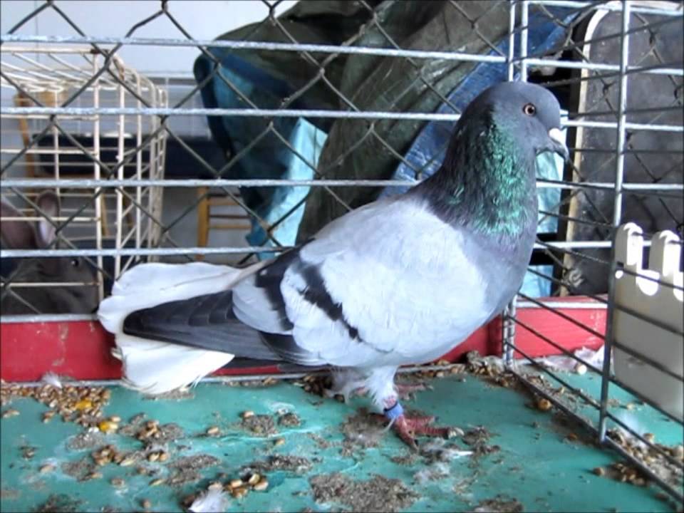 Karakand blau mit Binden, Karakand blue barred, Karakand bleu barré ...