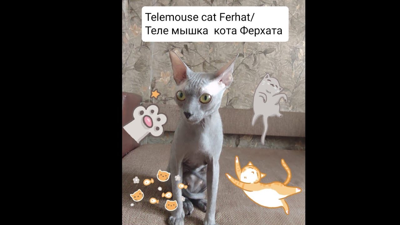 Telemouse cat Ferhat/Телемышка кота Ферхата 😻🔥😹#animals #sphynx #cats ...