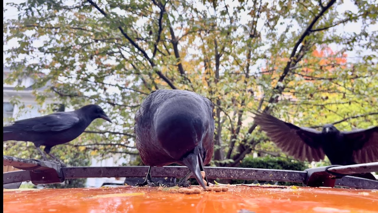 Crow Cam: Surprise Party Too - YouTube