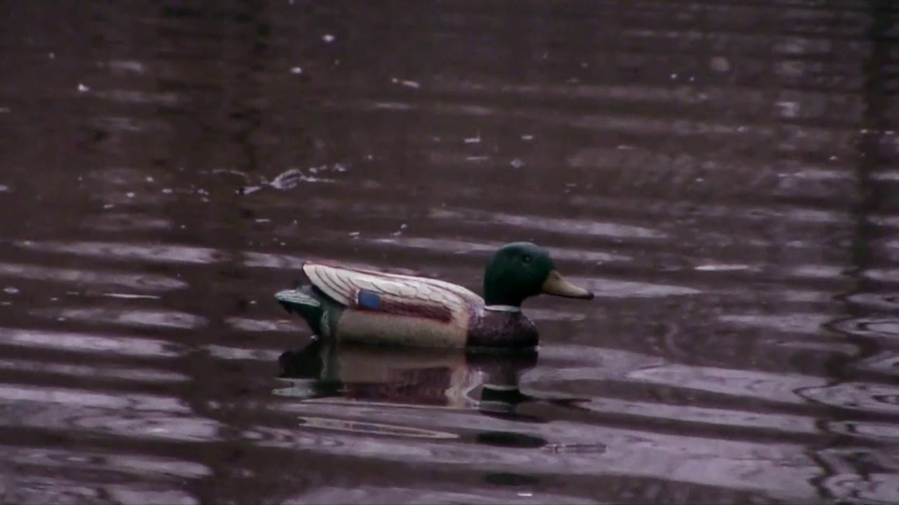 Flooded Timber Duck Hunt - YouTube