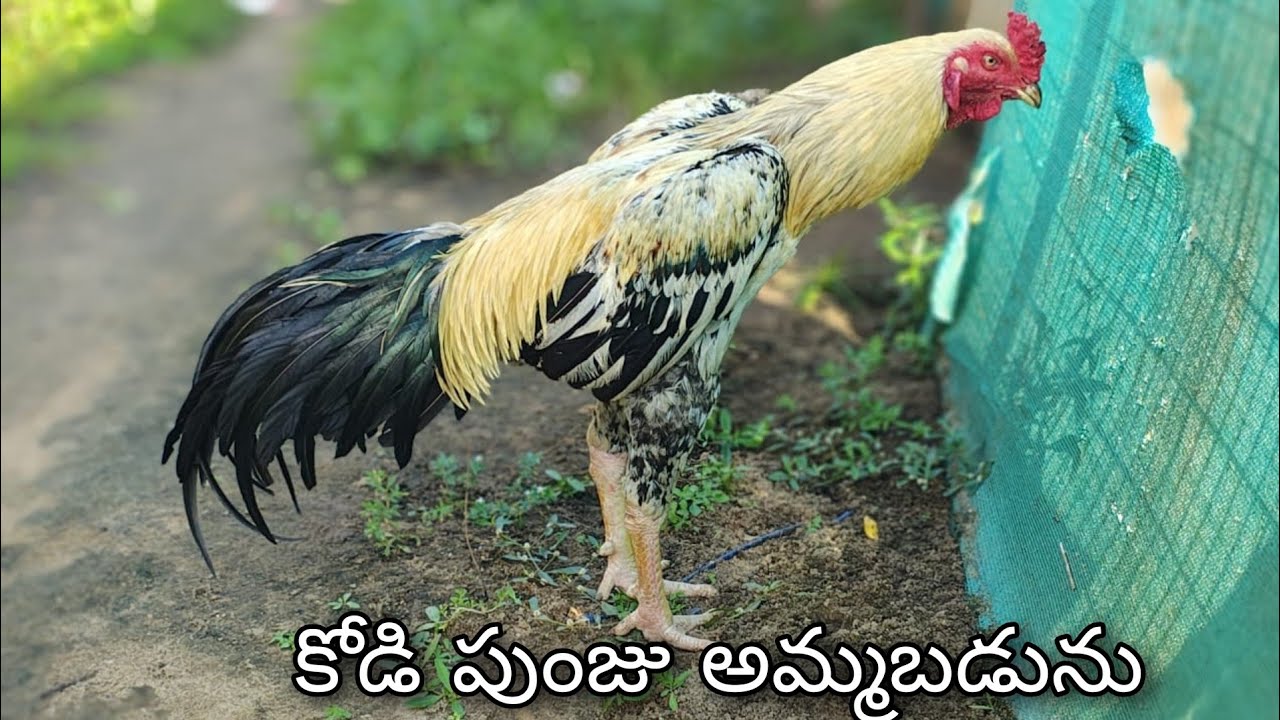 #KVR BREEDES#8978568278#peru cross chicks# chicks#patta punju#birds# ...
