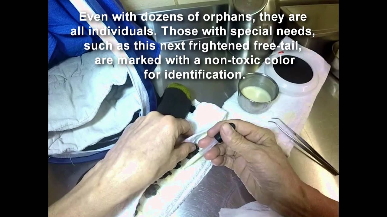 Bat World Sanctuary - A Forever Place for Bats in Need - YouTube