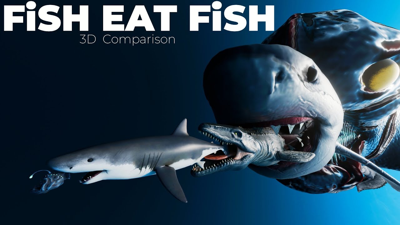 Fish eat Fish | Comparison | 3D Comparison | fish eat fish - YouTube