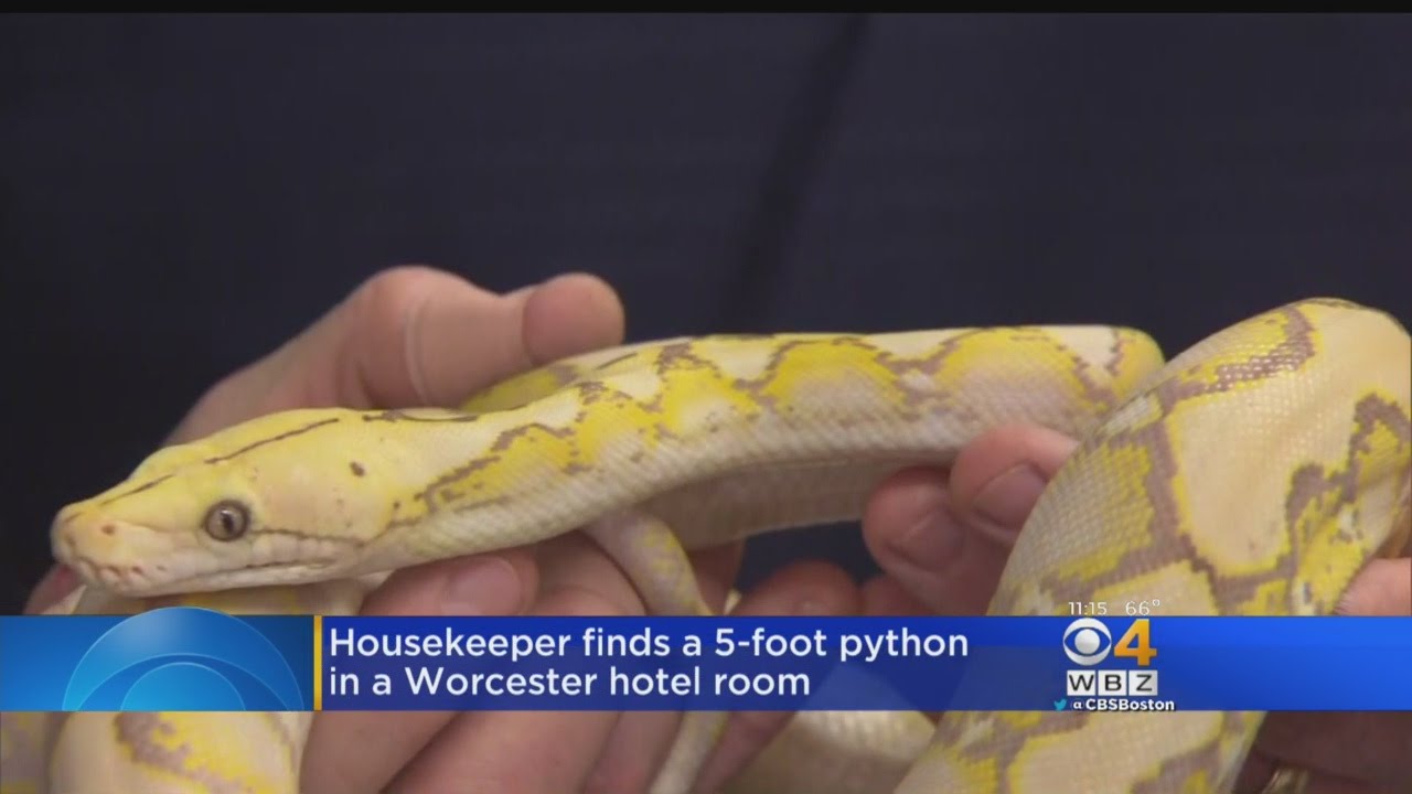 Housekeeper Finds 5-Foot Python In Worcester Hotel Room - YouTube
