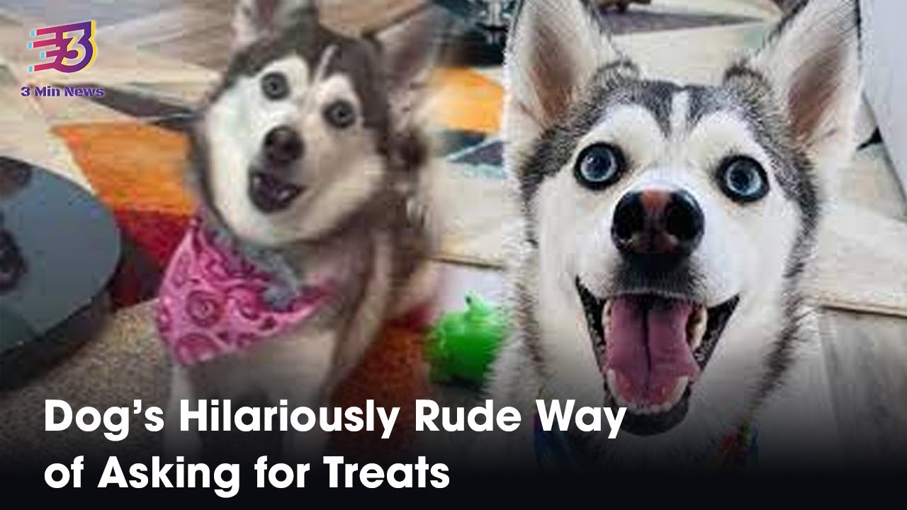 Dog's Hilariously Rude Way of Asking for Treats | 3 Min News - YouTube