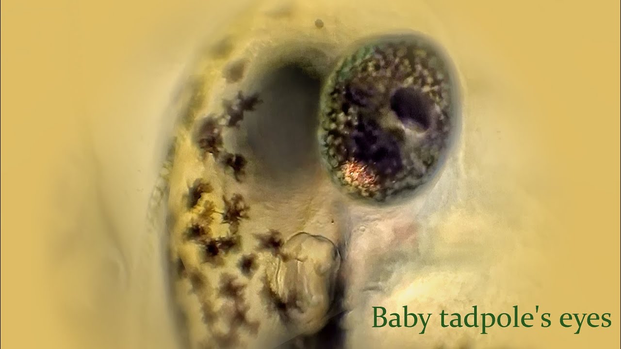 Baby tadpole's eyes - YouTube