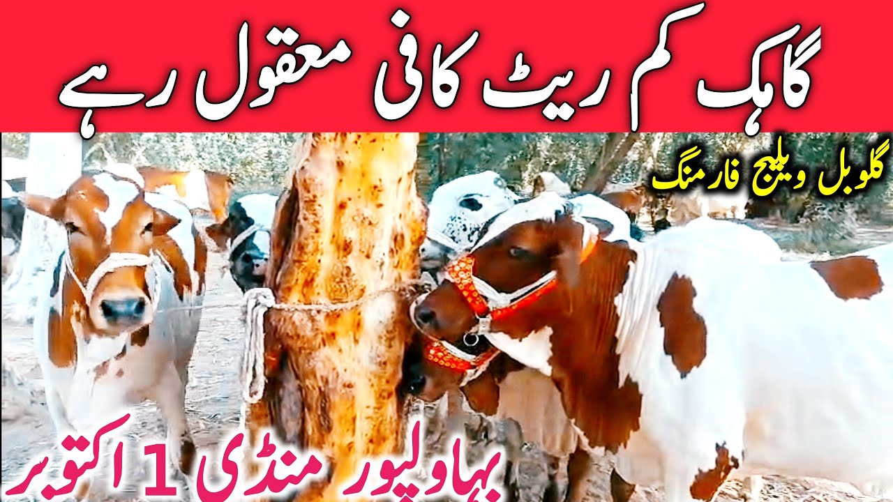 Bahawalpur Cow Mandi Cholistani Mandi Nukre Gulabi Ablk Bachre Bachri ...