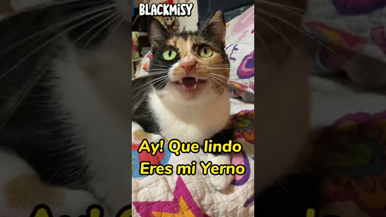 Humor con gatos “suegra y yerno” - YouTube