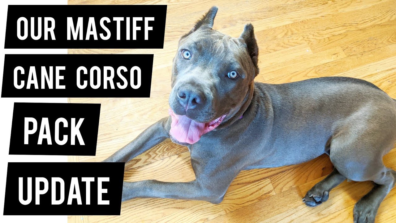 Our Mastiff Cane Corso Pack Update - YouTube