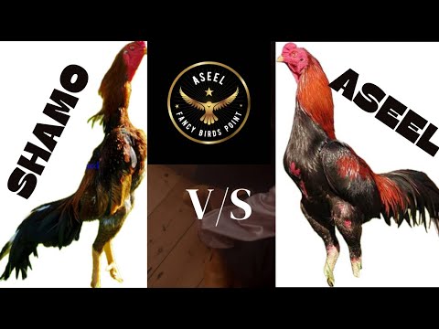 Shamo vs aseel difference|shamo and aseel fight point