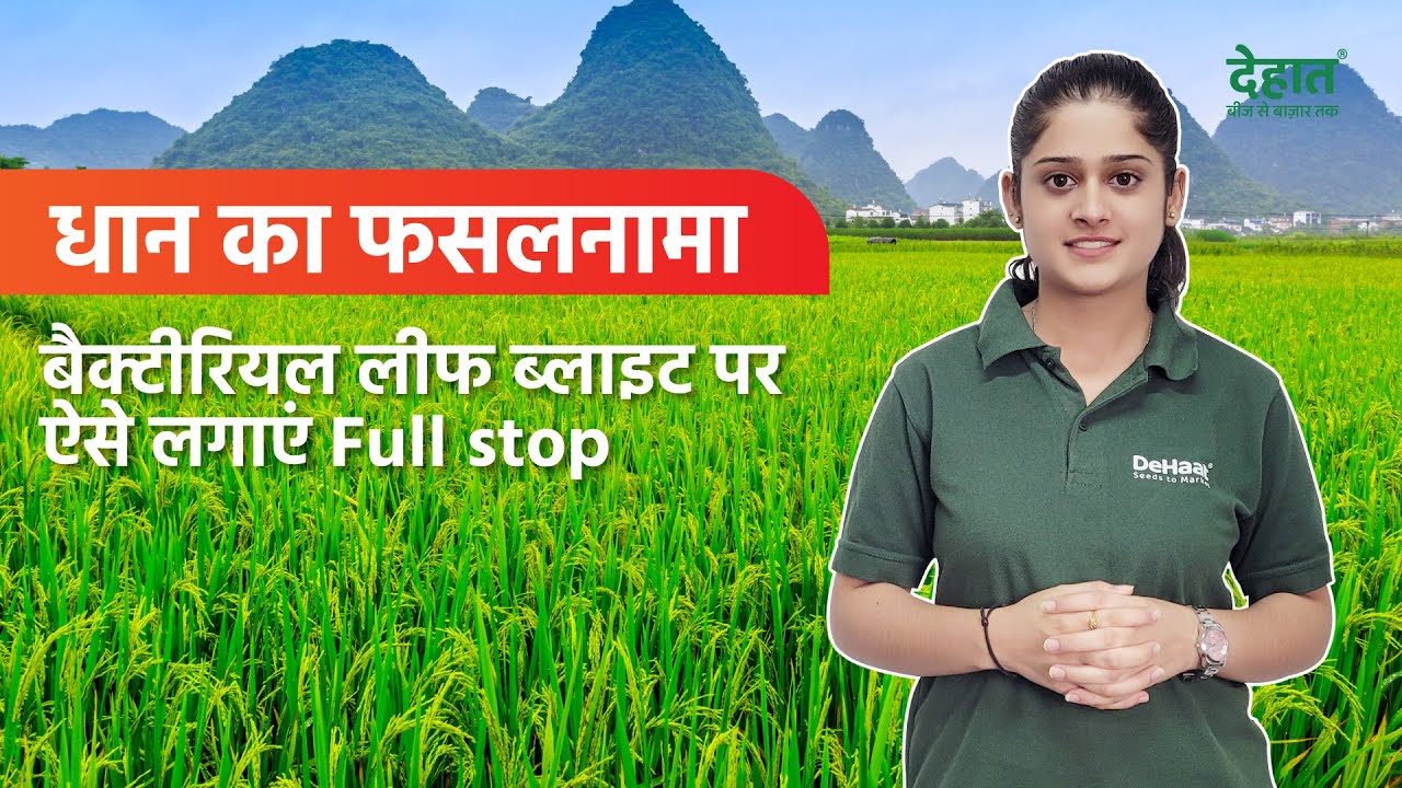 धान में बैक्टीरियल ब्लाइट की पहचान | Dhan Mein Leaf Blight Rog Ke ...