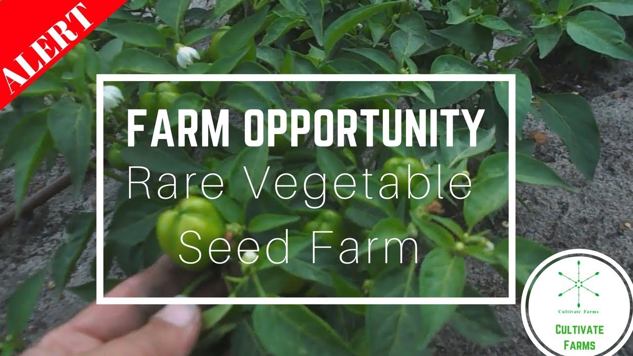 Farm Opportunity | Rare Vegetable Seeds in Victoria - YouTube