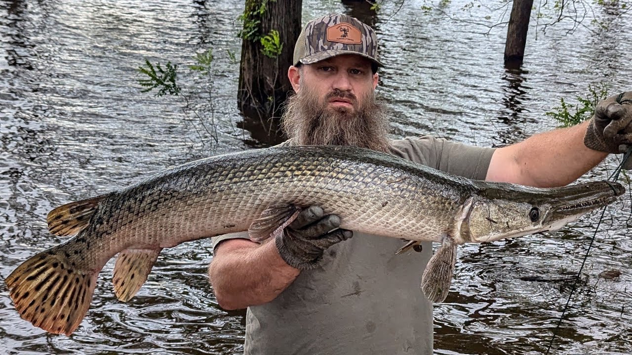 Fishing LIMB LINES For UNBELIEVABLE Food!! Flathead Catfish & Alligator ...