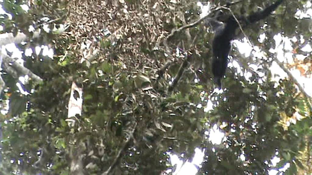 Angry Red-faced Black Spider Monkey - YouTube