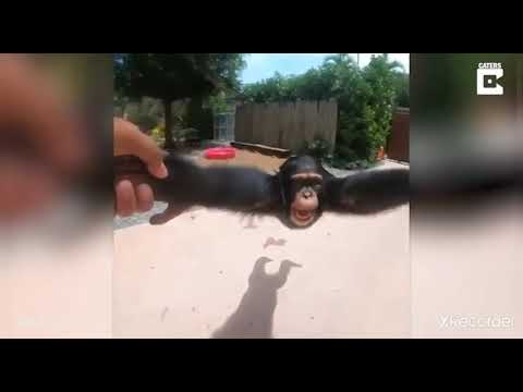 mono girando HD - YouTube