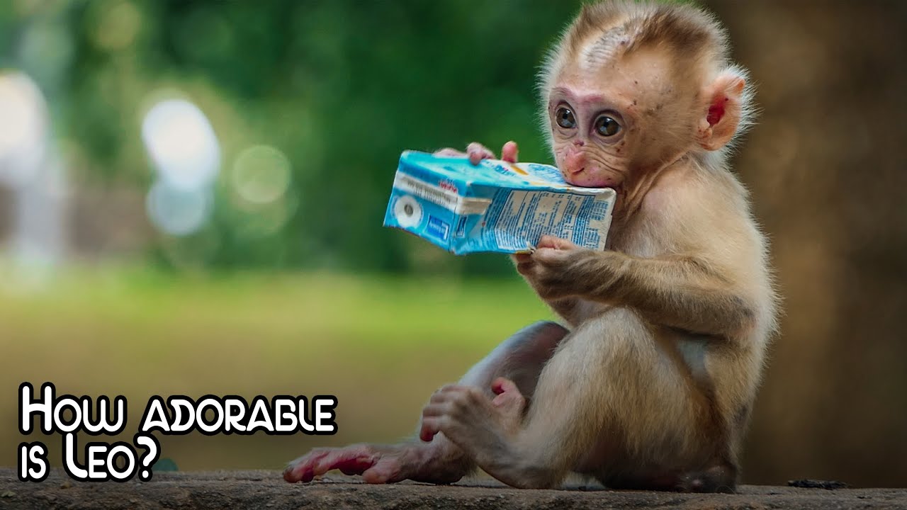 Leo is such a lovely and active little Leo. Take a look at how he plays ...