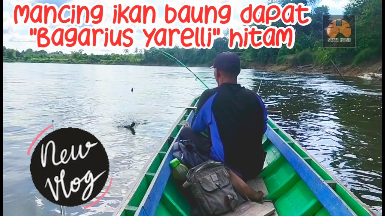 Mancing ikan Baung dapat ikan Bagarius yarelli hitam...!!! #mancing, # ...