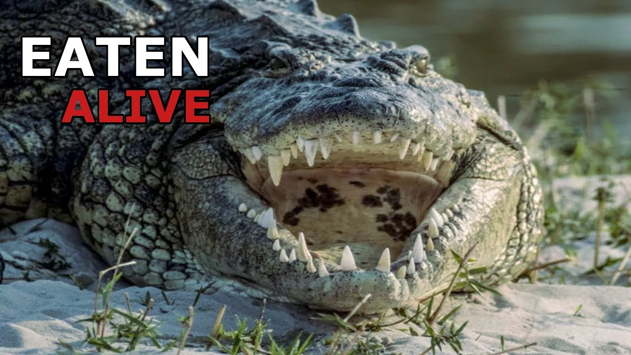 The TERRIFYING Story of Gustave The Monster Crocodile - YouTube