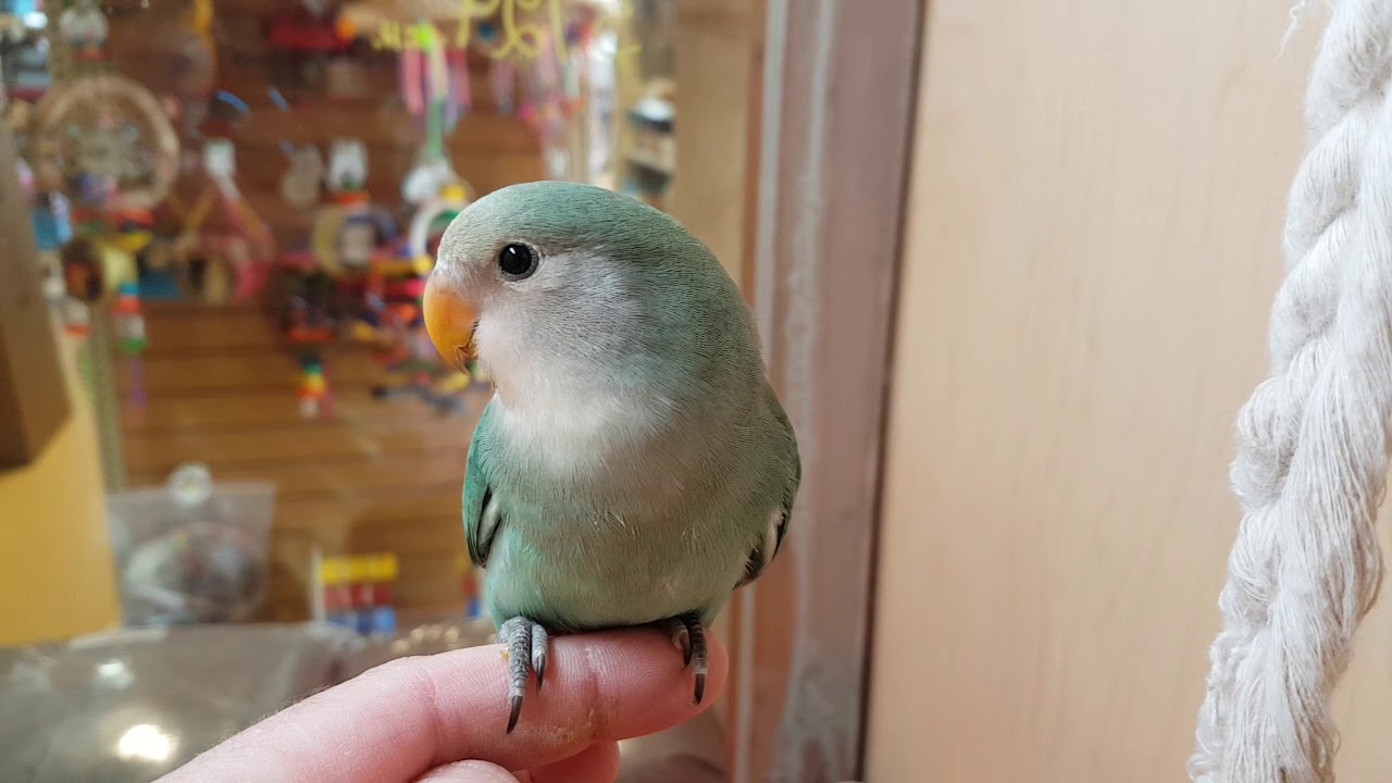 Comment grandissent nos bébés inséparables? - YouTube