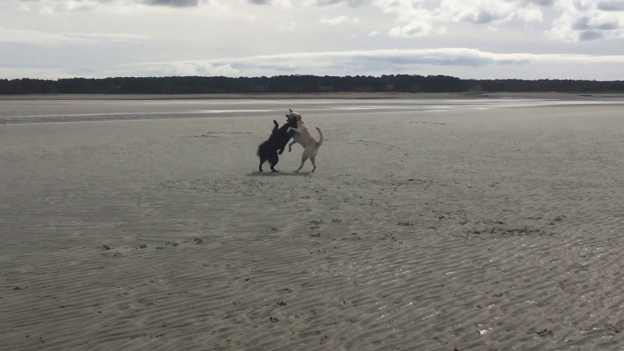 Adventures of Keiki the dog after PTLO surgery - YouTube