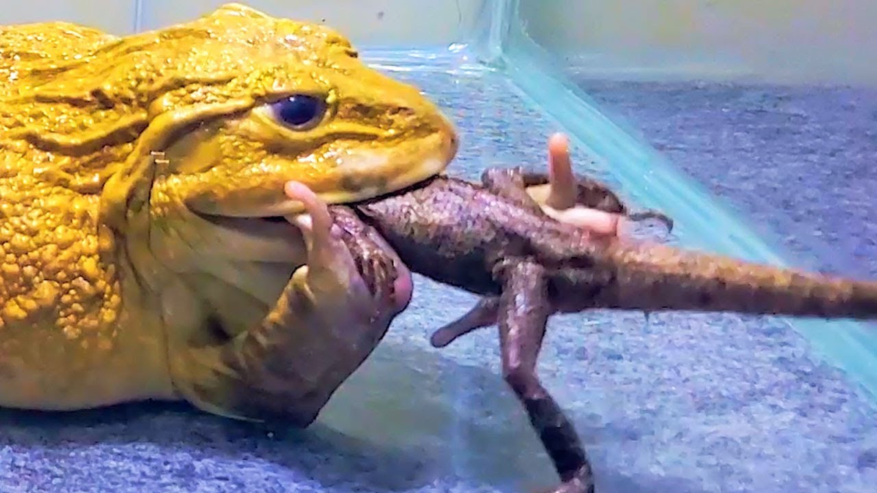 Hungry Bullfrog Eats Big Tree Lizard Scorpion! Asian Bullfrog Live ...