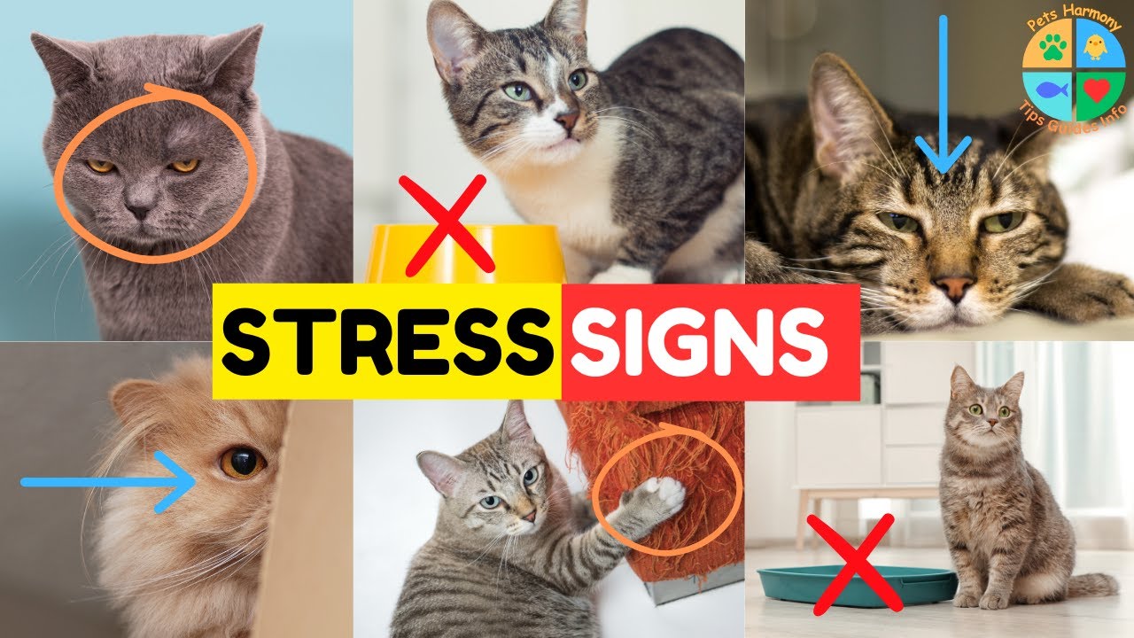 15 Signs Your Cat Is Stressed and How to Help Them! - YouTube