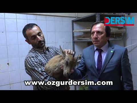 Göz problemi yaşayan yaban keçisine tedavi