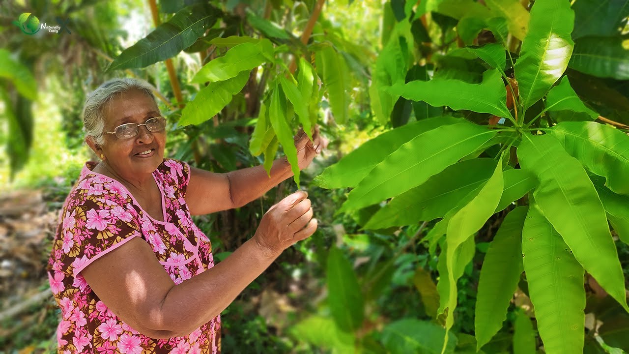 Mango leaves Curry ( Aba Dhalu Maluwa ) - Traditional Wild Cooking ...