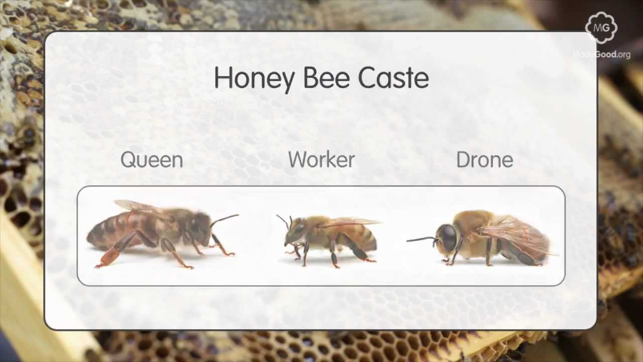 Beekeeping - Honey Bee Caste - YouTube