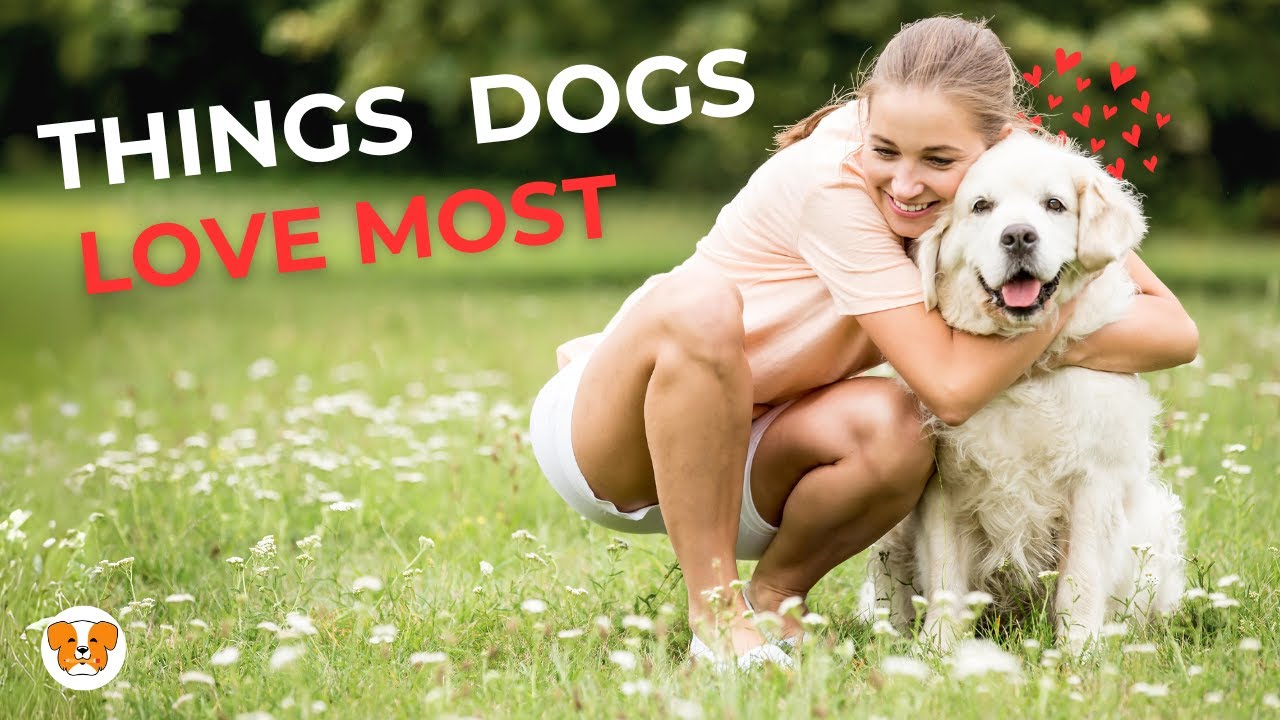 5 Things Dogs Love the Most Must Watch! - YouTube