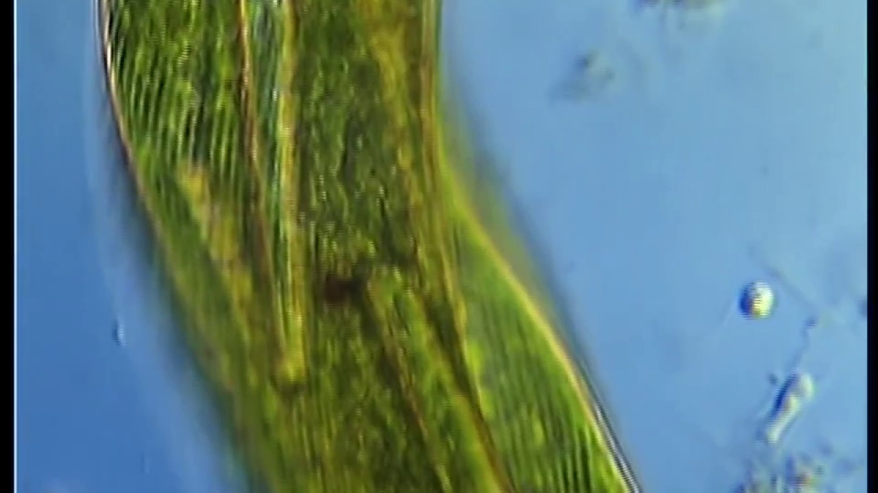 LEPOCINCLIS EUGLENÓFITO - YouTube