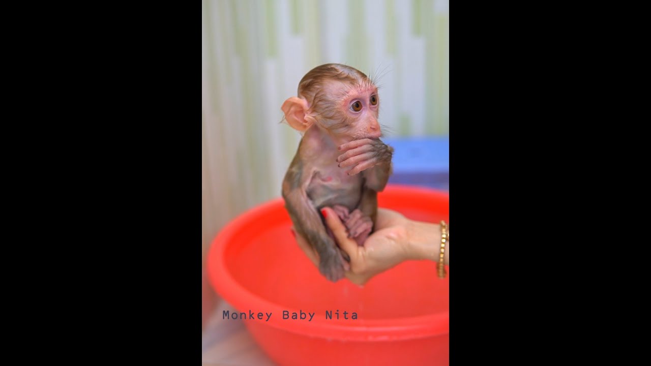 Bathed monkey baby toro with d.d. - YouTube