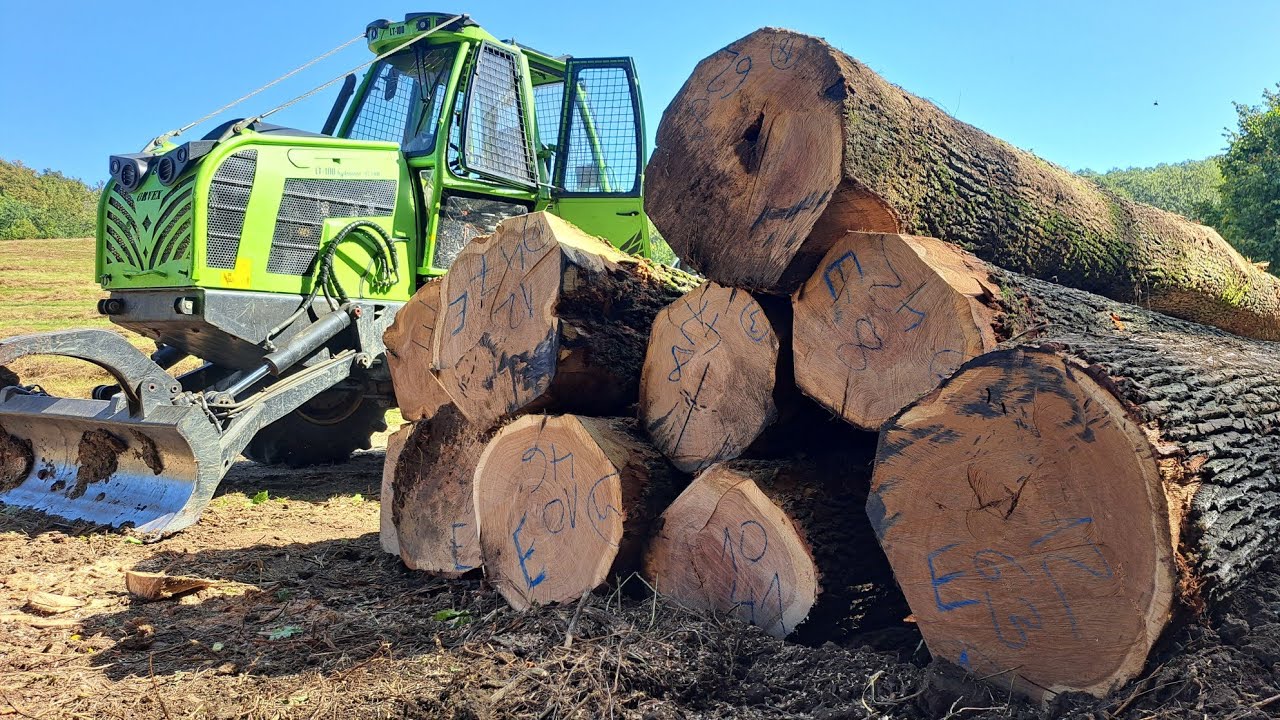 Ťažba elitných dubov, prevetrali sme Stihl ms 500i, Logging big oak ...