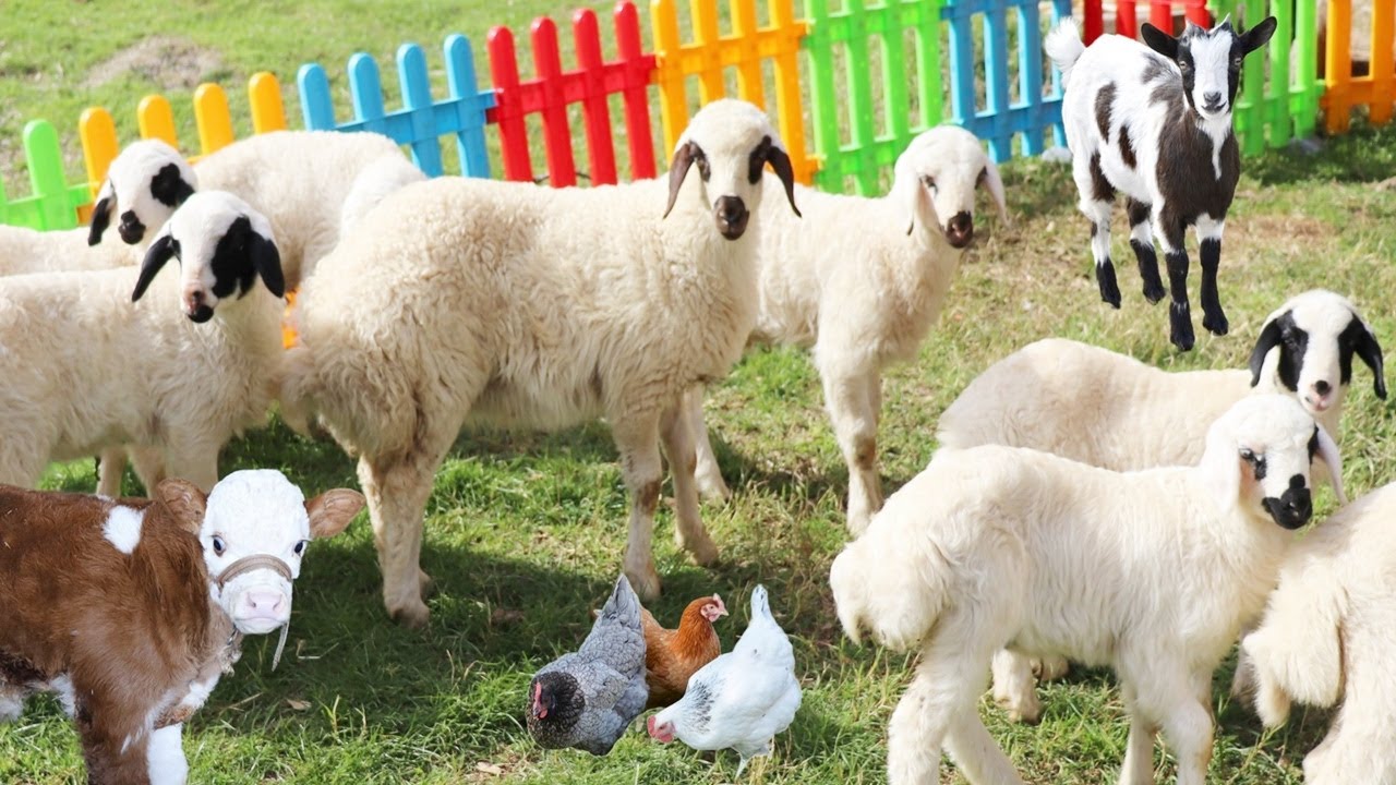 Farm Animal Cute Pets Goat , Cow , Sheep Sound , Chicken , cat , dog ...