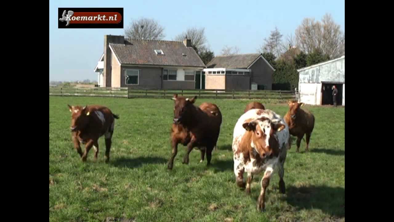 Blote bienen toid: De dikbillen gaan weer naar buiten - YouTube