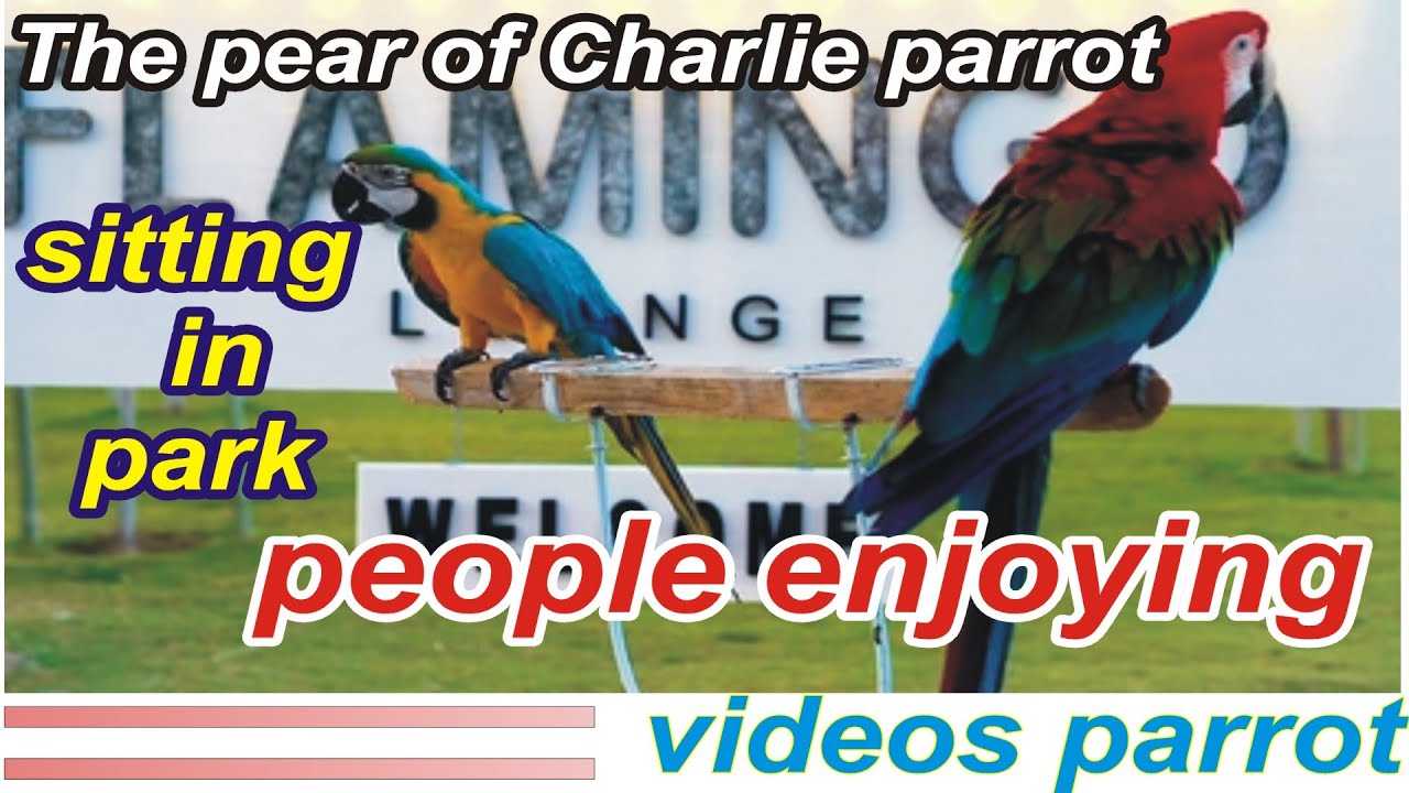 The pear of Charlie parrot sitting in park and people will be enjoying ...
