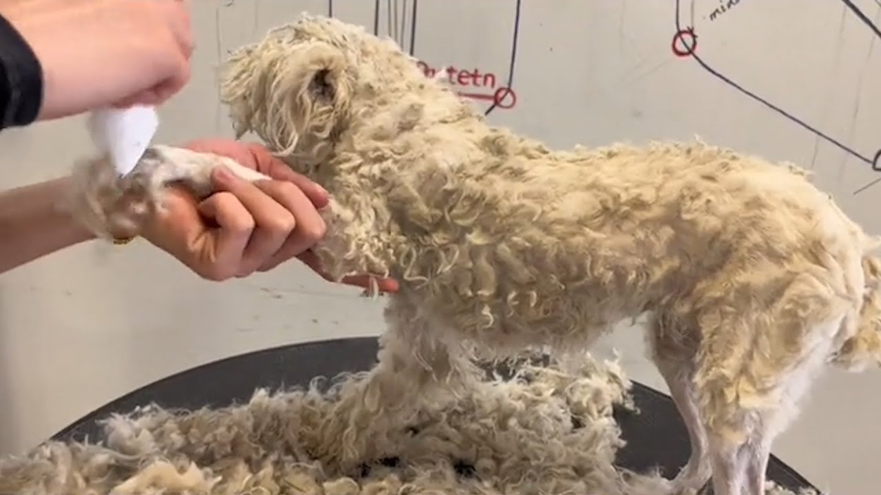 Crazy Matted Tiny Poodle Puppy | Puppy Grooming | Dog Grooming - YouTube