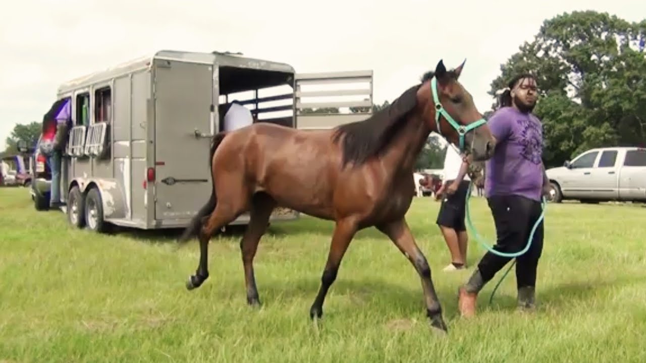 Unloading Standardbred Horses of Fort Worth, Texas (Circle L 5 Riders ...