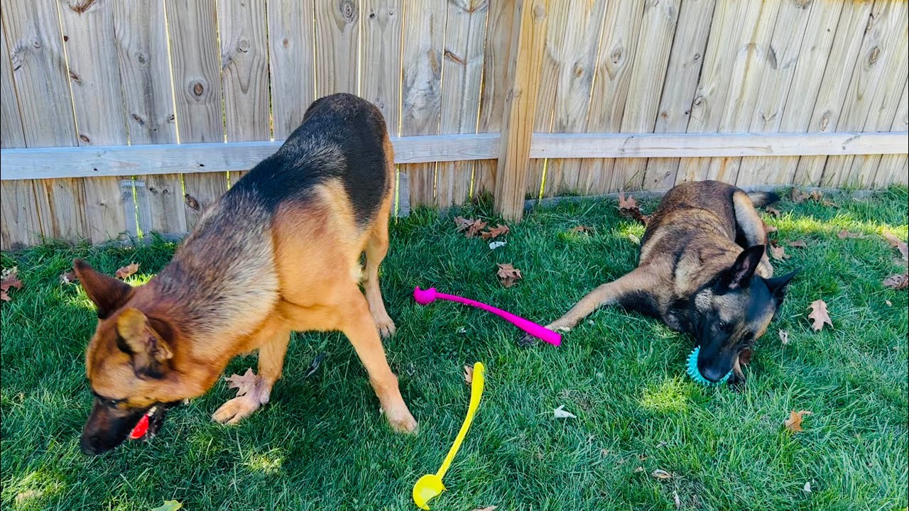Day Out With My 2 DOG: Active Dog V.S Lazy Dog Playing/Doing nothing ...