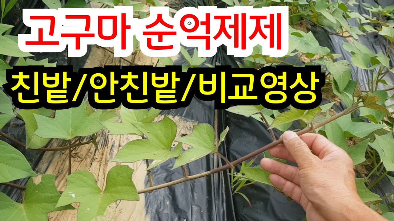 순만 무성한 고구마 해결방법 순억제제 언제 무엇을 어떻게 칠까 영양성장에서 생식성장으로 만드는법 고구마 순 억제제