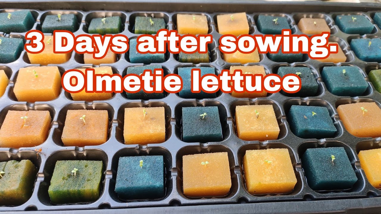 3Days after Sowing. Olmetie lettuce. March 9, 2023. -Hydroponics - YouTube