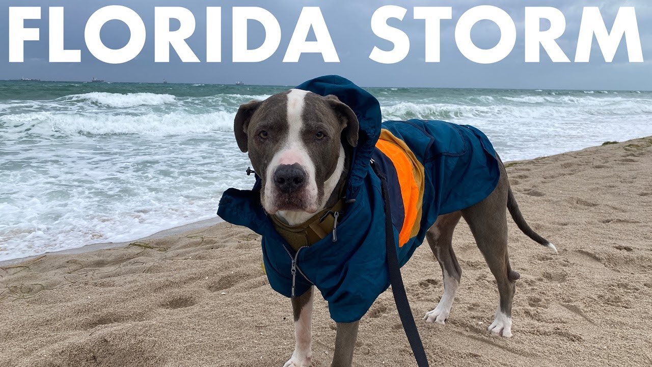 Florida Tropical Storm Debby Beach Walk LIVE Miami Sunny Isles - YouTube