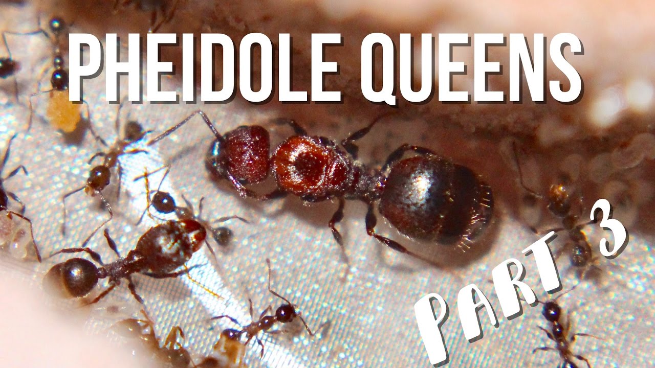 My Pheidole Queens | Part 3 - YouTube