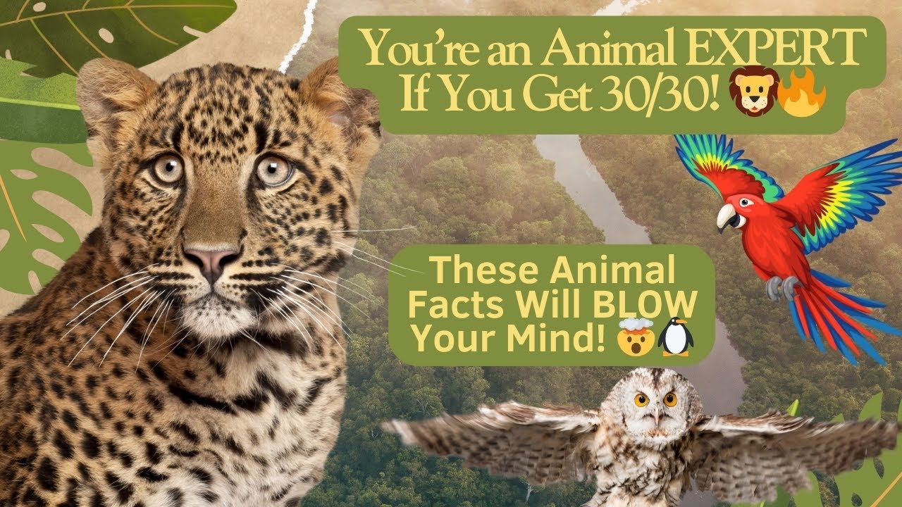 Ultimate Animal Knowledge Quiz! Fun Animal Quiz Challenge! Part 2 - YouTube