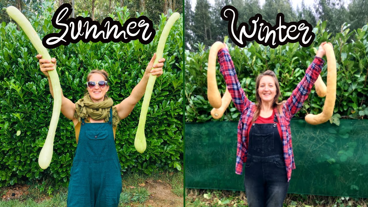 Trombone Courgettes - Grow These For WINTER and SUMMER Squash - ONE ...