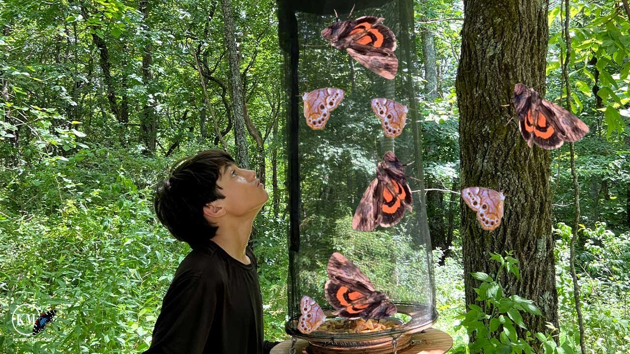 BAIT TRAPPING FOR BUTTERFLIES AND MOTHS IN NORTH CAROLINA SEE WHAT CAME ...
